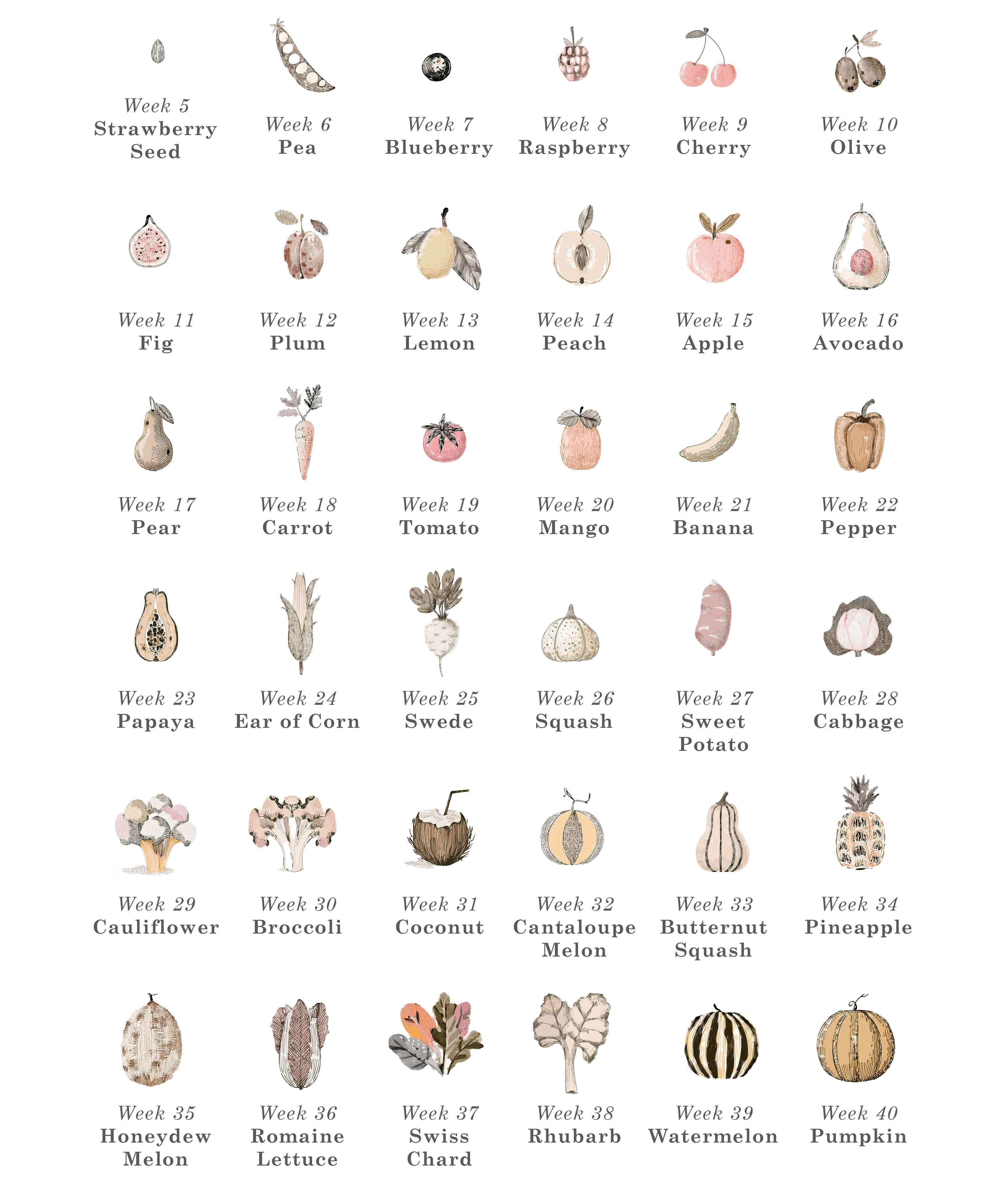 Which fruit or veggie is your baby this week? A Fun Week-by-Week Guide ...